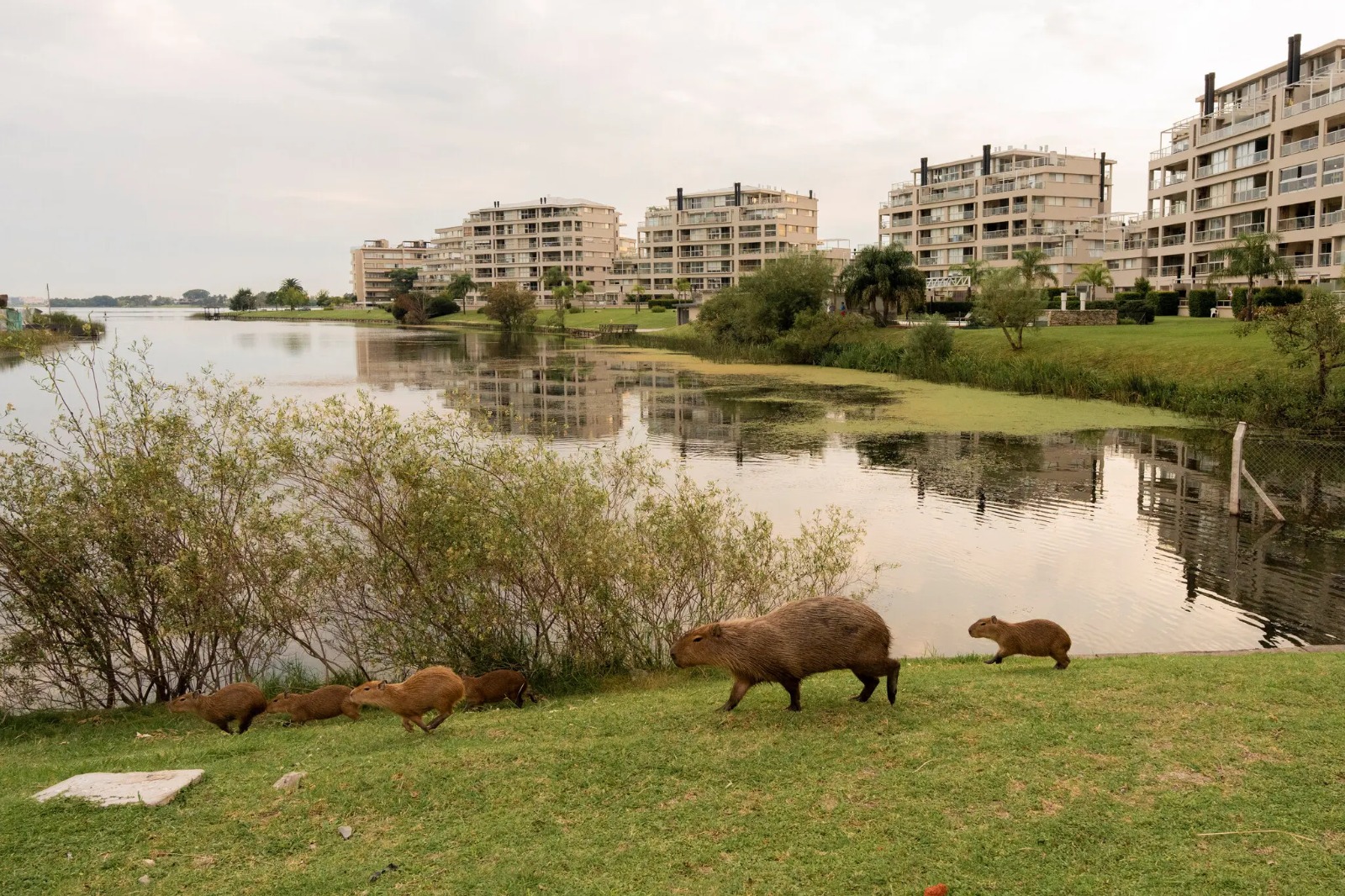 Nordelta: los carpinchos, protagonistas de una nota del New York Times ...